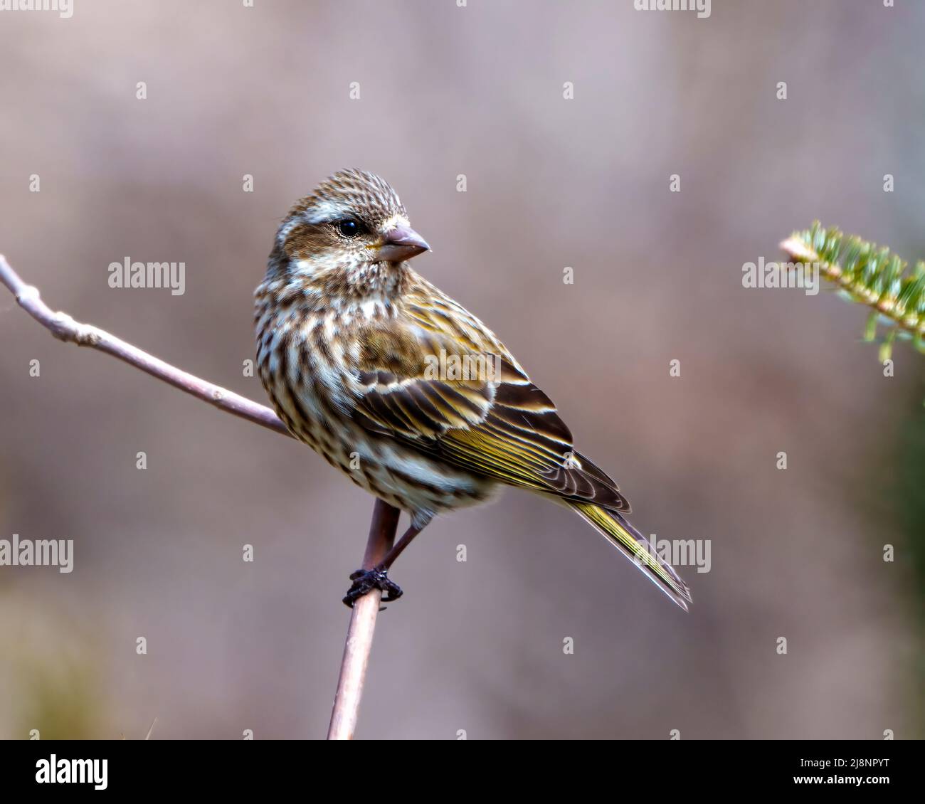 Finch female close-up profile view, perched on a branch displaying ...