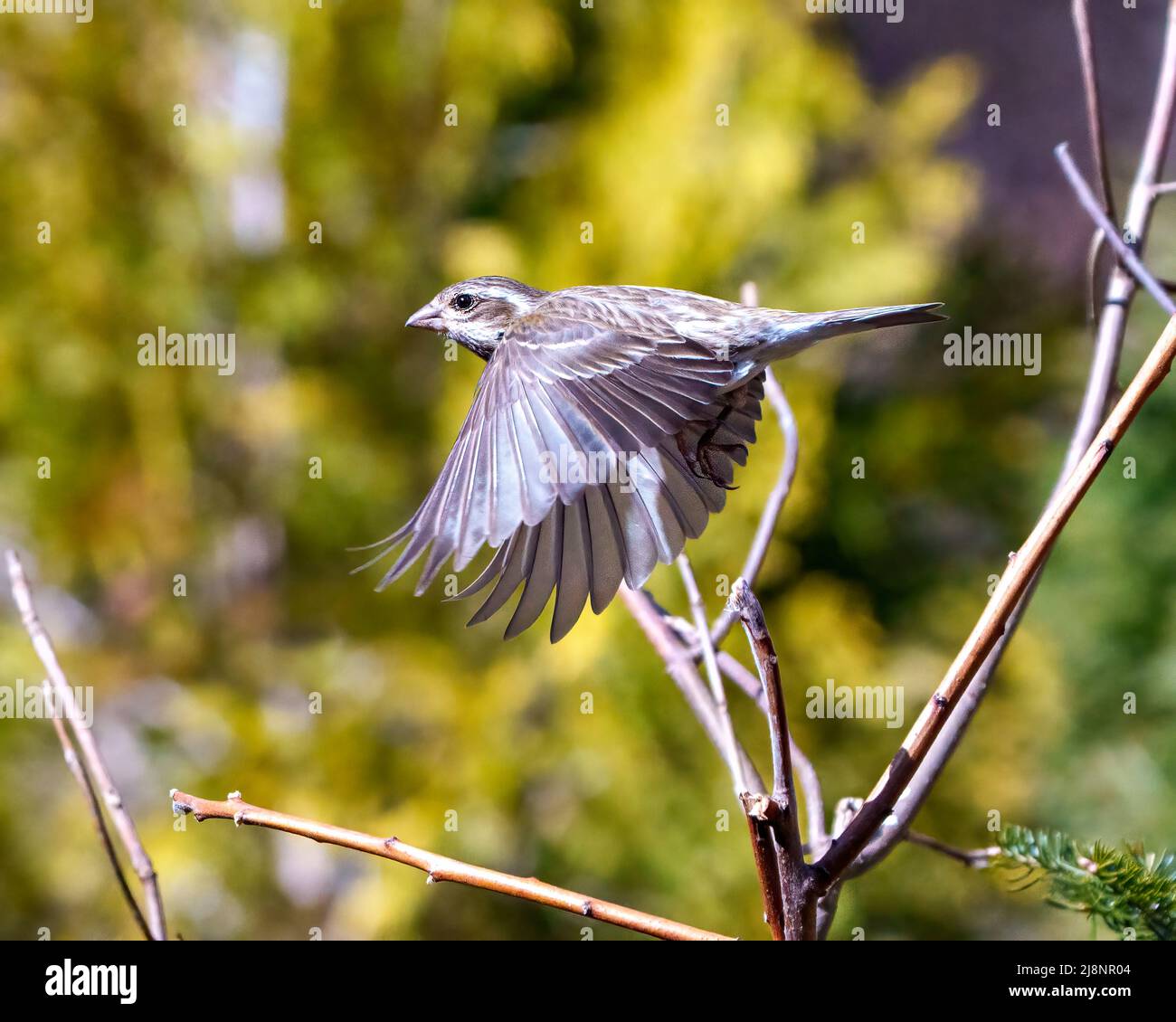Finch female flying with its beautiful brown spread wings with a blur ...