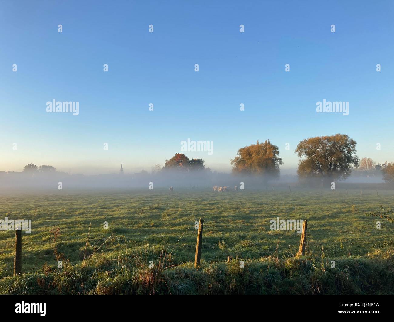 rural landscape with the early morning fog forming over the meadow ...