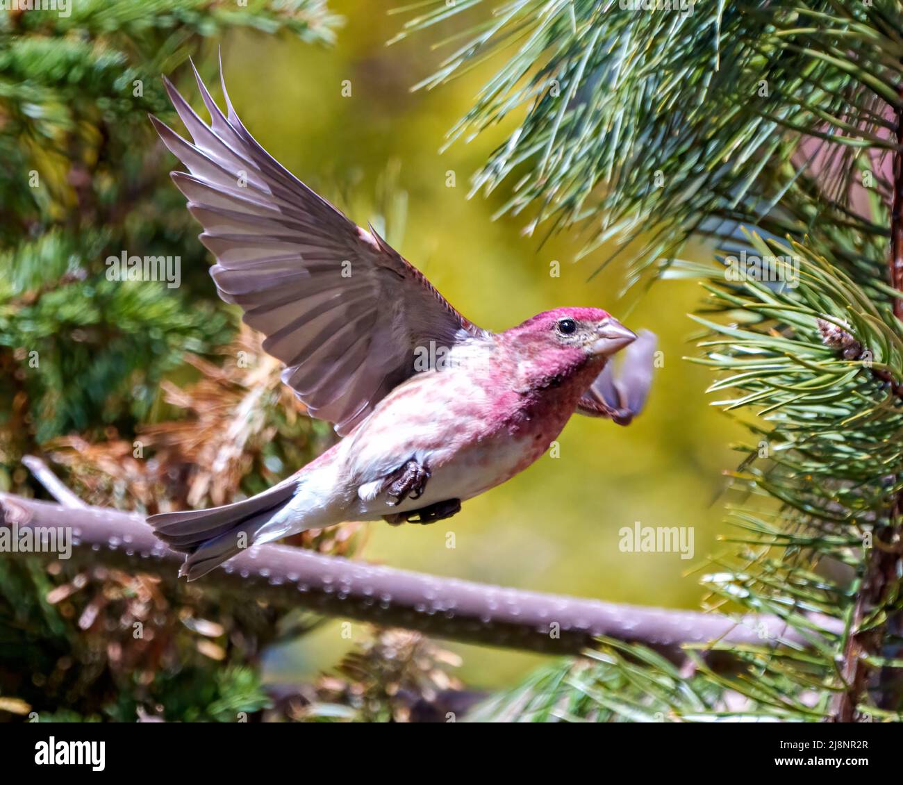 Finch male flying with its beautiful red colour spread wings with a ...