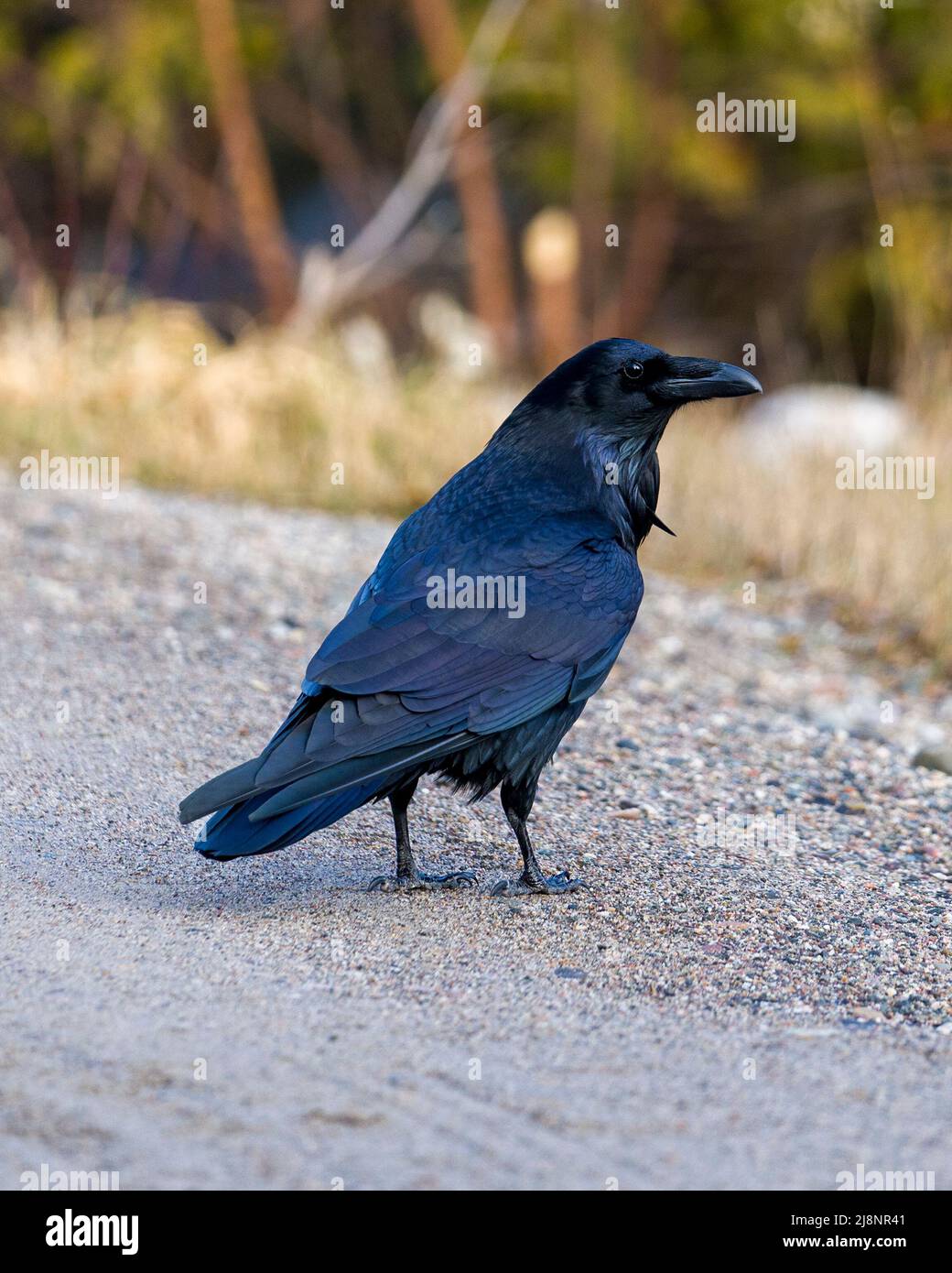 Raven stock photo and image bird hi-res stock photography and images ...