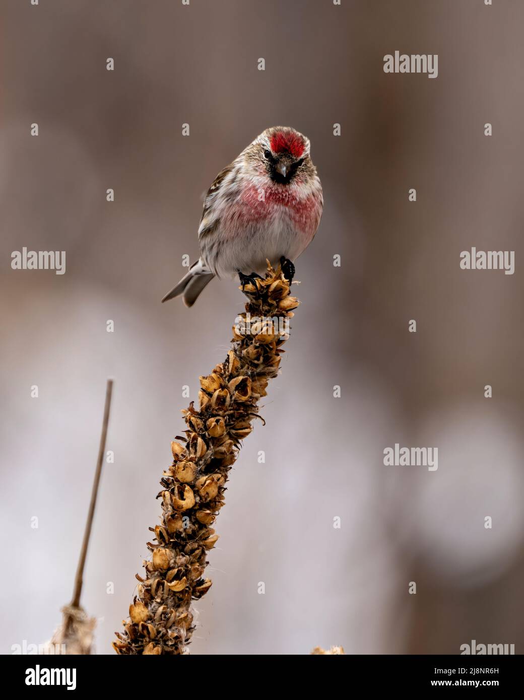 Red poll Finch front view perched at a top of a foliage with a blur ...