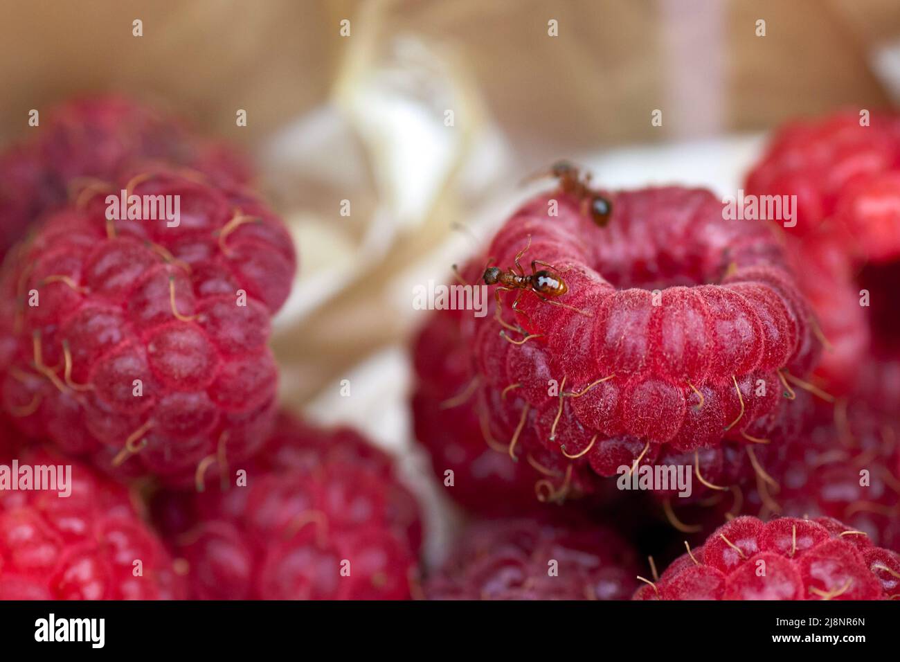 ants crawl on a raspberry Stock Photo - Alamy