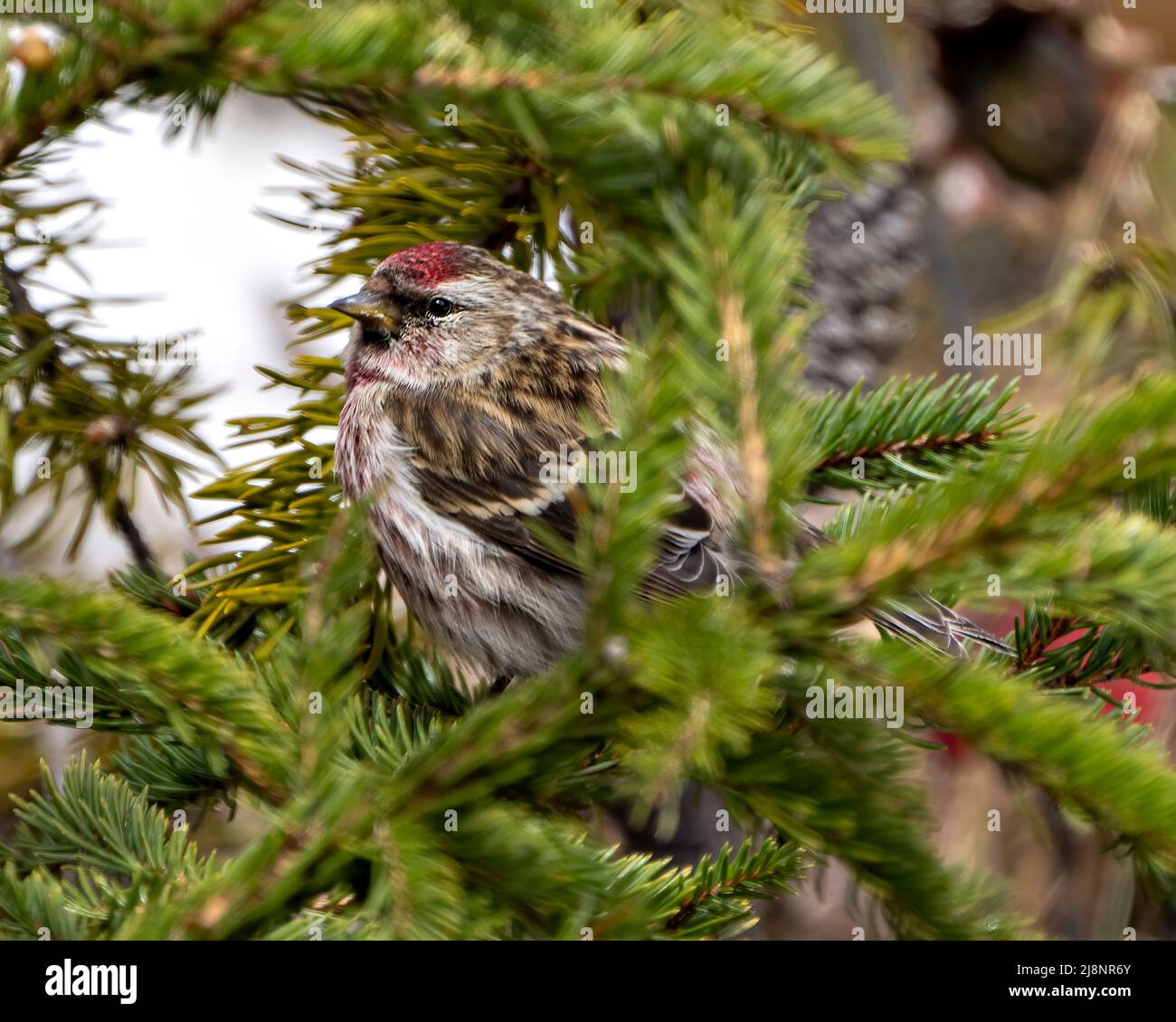 Red markings on head hi-res stock photography and images - Alamy