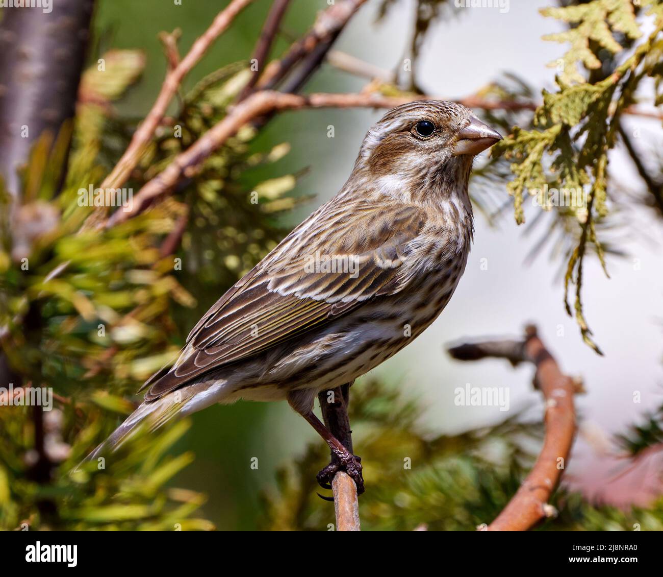 Feather in nature hi-res stock photography and images - Alamy