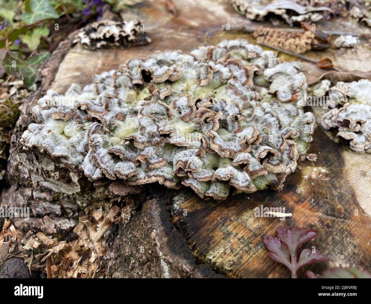 Fungus growing on dead wood hi-res stock photography and images - Alamy