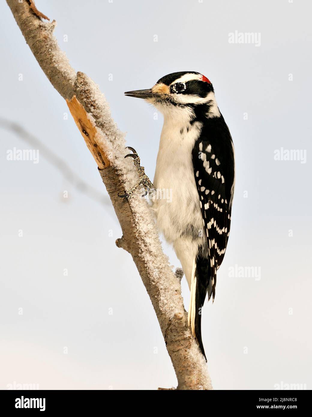 Woodpecker close-up profile view perched on a tree branch with blur ...