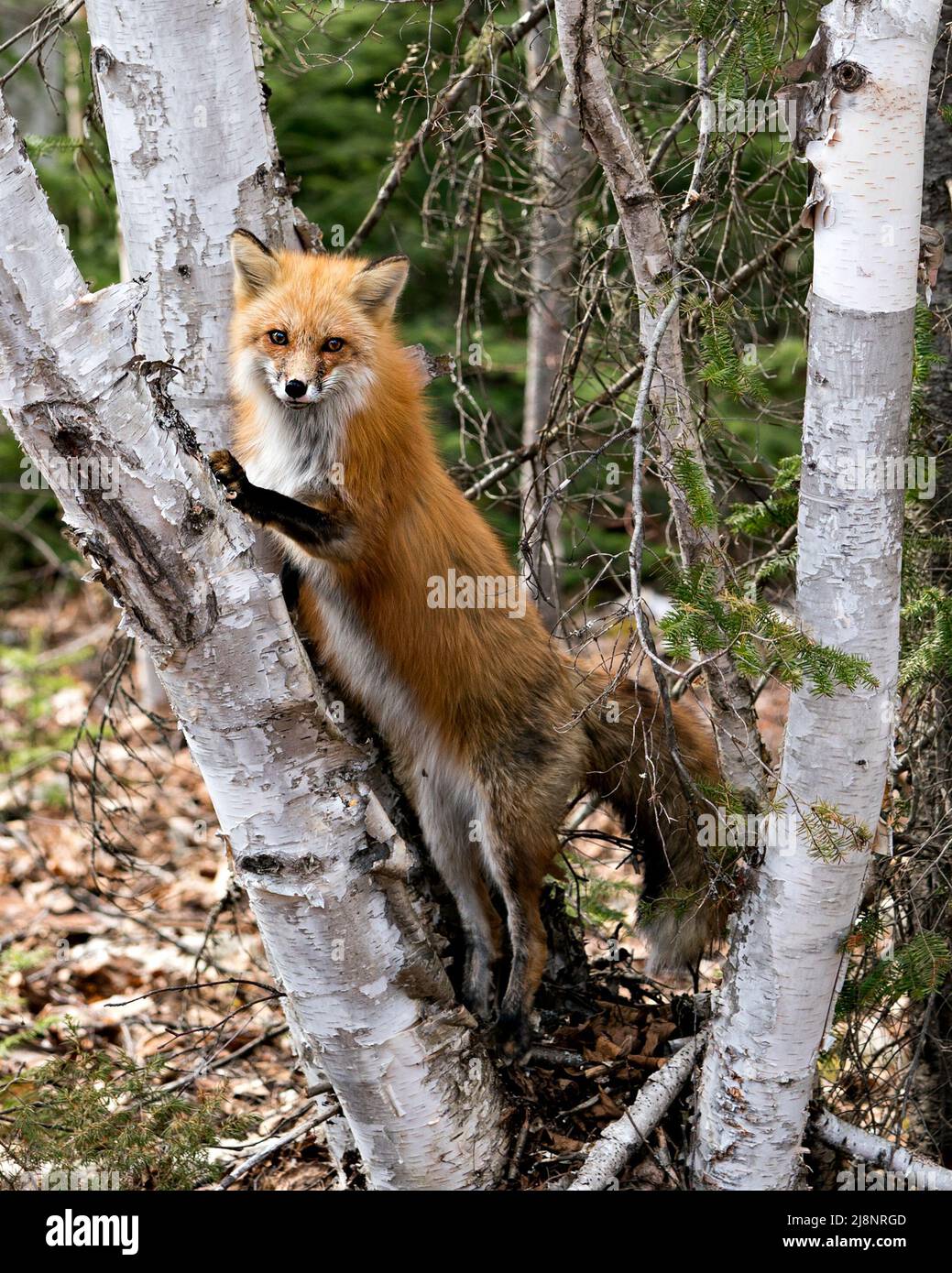 Red fox close-up profile view climbing a birch tree, looking for its ...