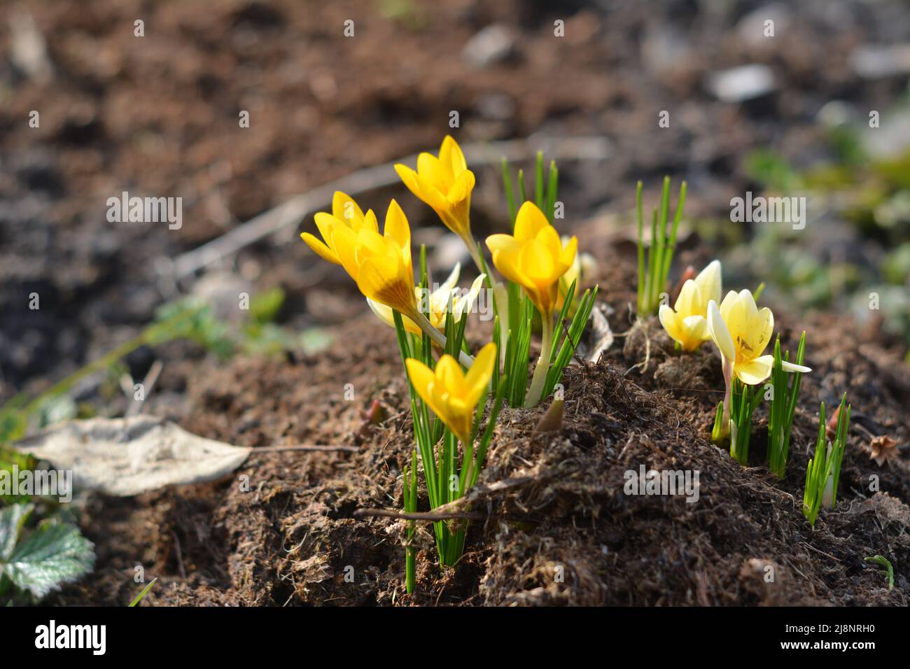 Crocus flowers of yellow color and green grass Stock Photo - Alamy