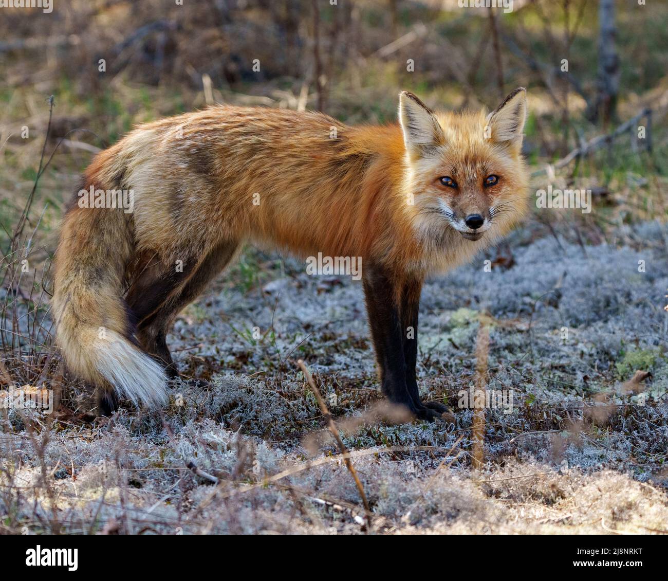 Red fox close-up side view standing on moss with a blur forest background in its environment and ...