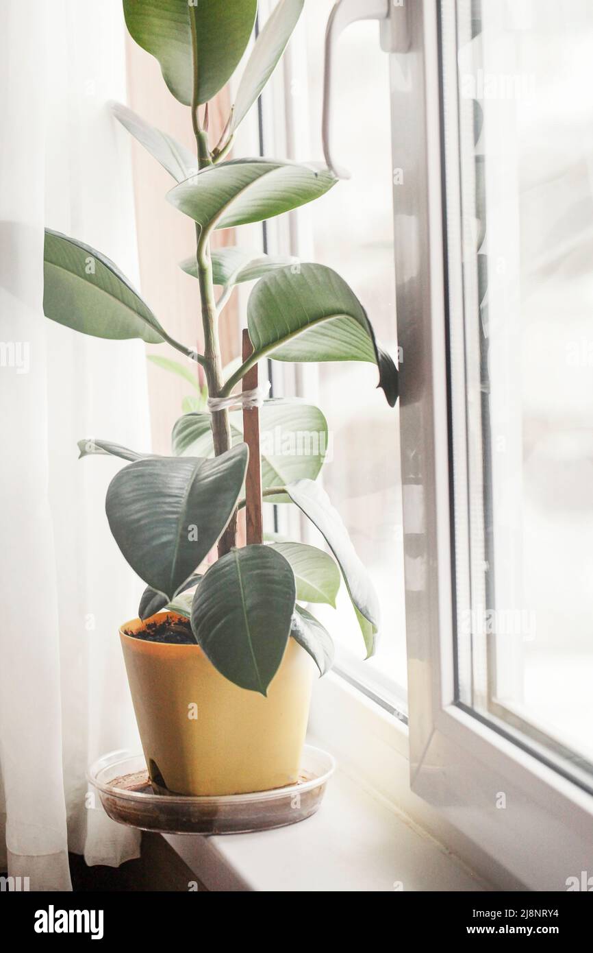 Decorative house plant in pot on windowsill with curtain with natural ...