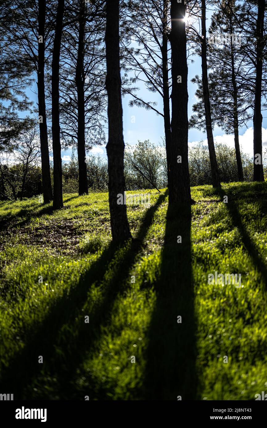 Trees and Shadows in Late Afternoon Stock Photo - Alamy