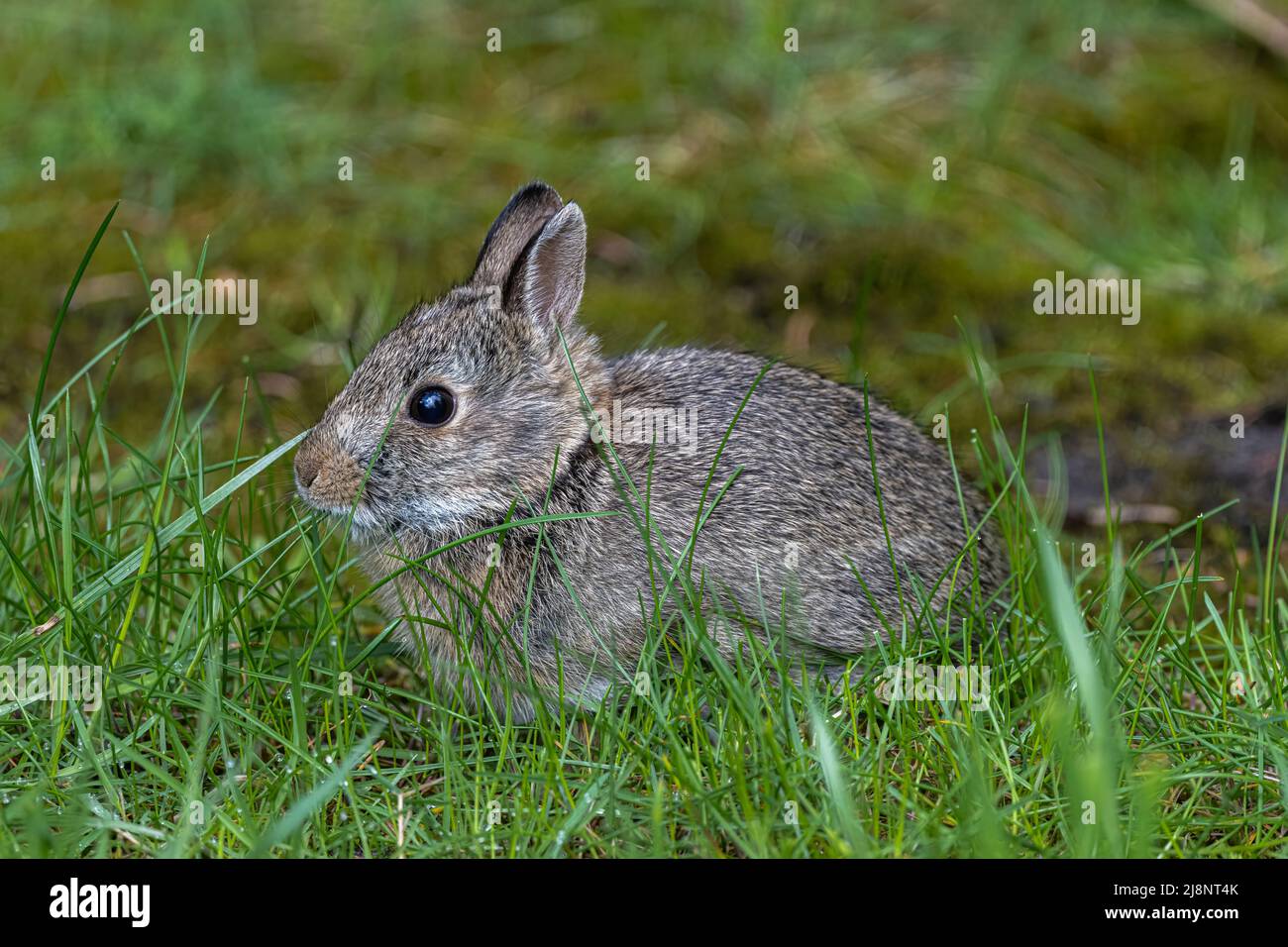 Nuttall’s cottontail hi-res stock photography and images - Alamy