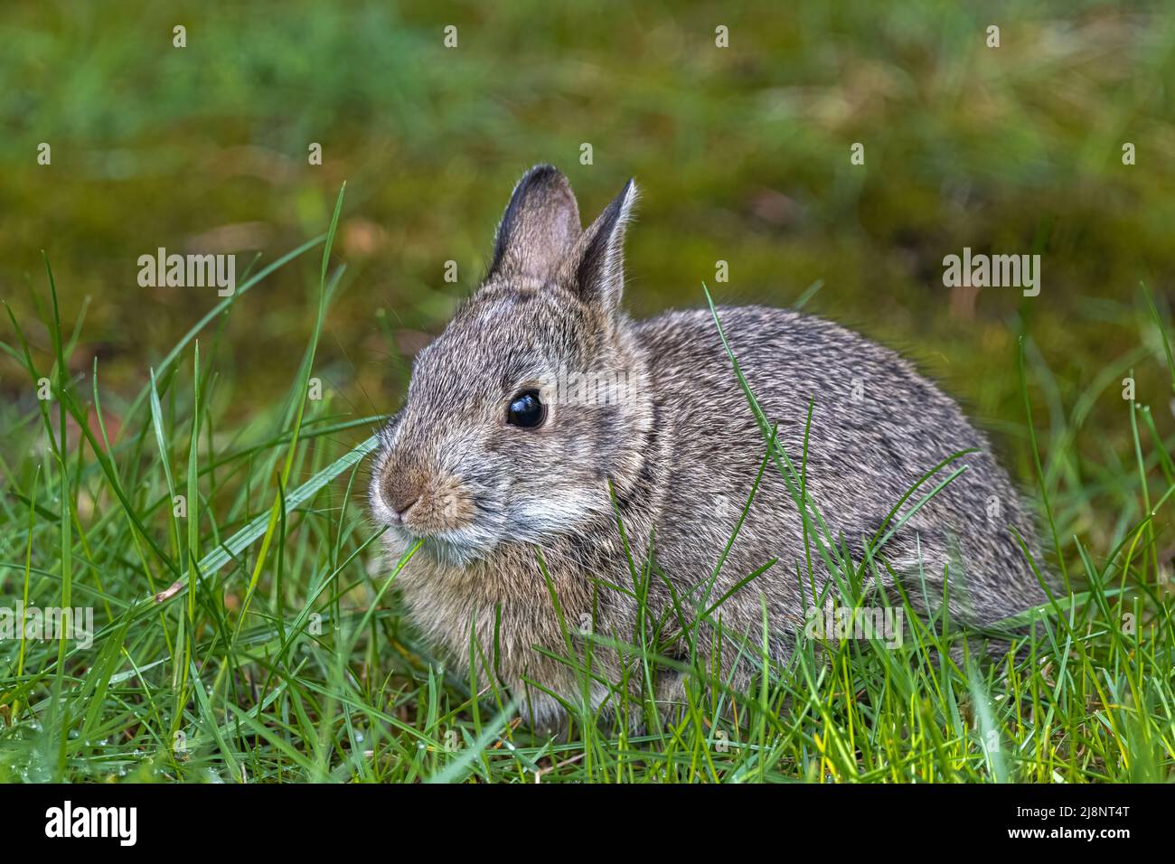 Nuttall’s cottontail hi-res stock photography and images - Alamy