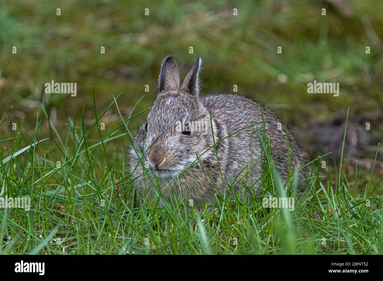 Nuttall cottontail hi-res stock photography and images - Alamy