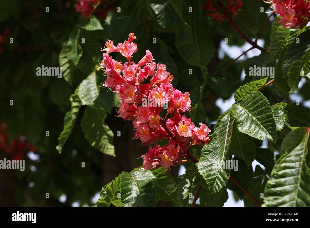 Red Chestnut, Aesculus carnea, Hybrid Aesculus hippocastanum Stock ...