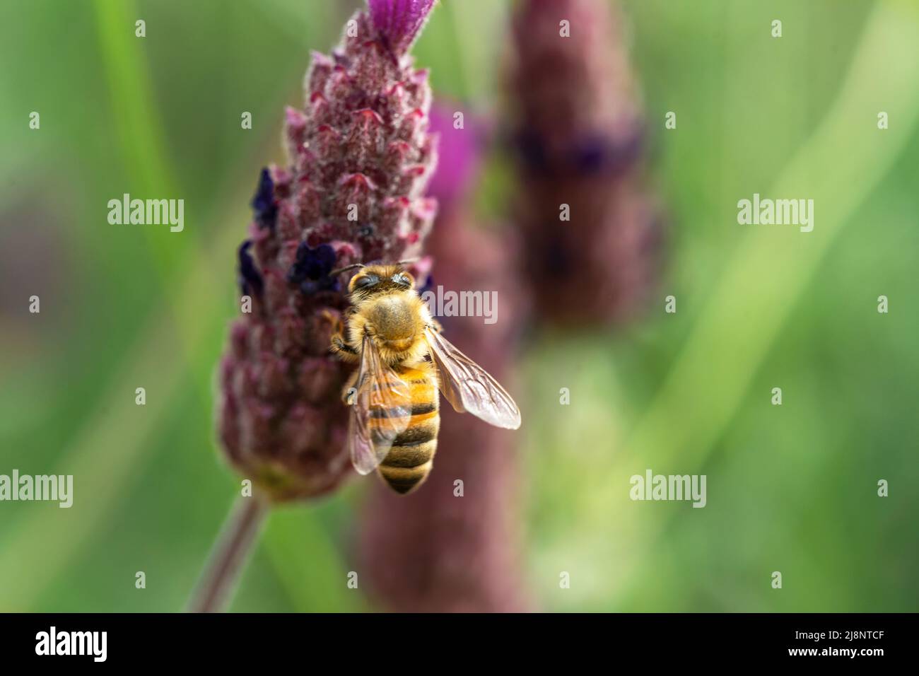 Close up spring bee collection hi-res stock photography and images - Alamy