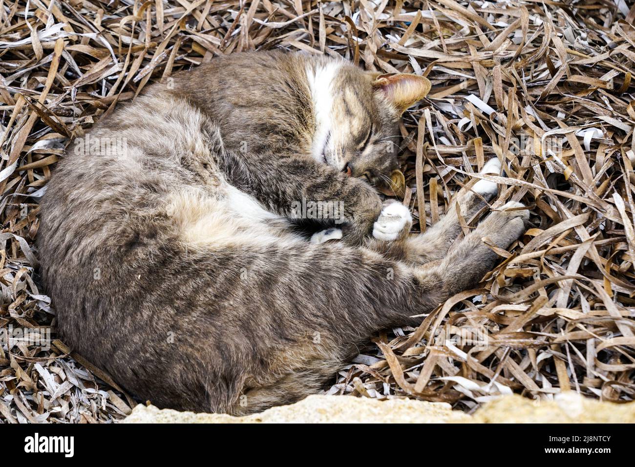 A beautiful homeless cat sleeps in a dry seagrass by the sea in Paphos ...