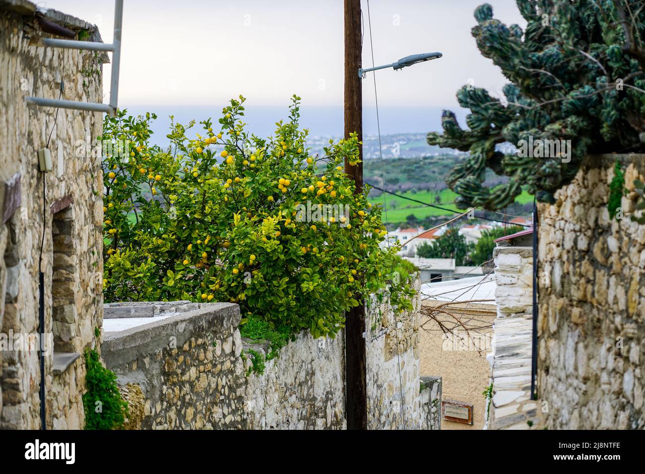 Lemon tree in cyprus hi-res stock photography and images - Alamy