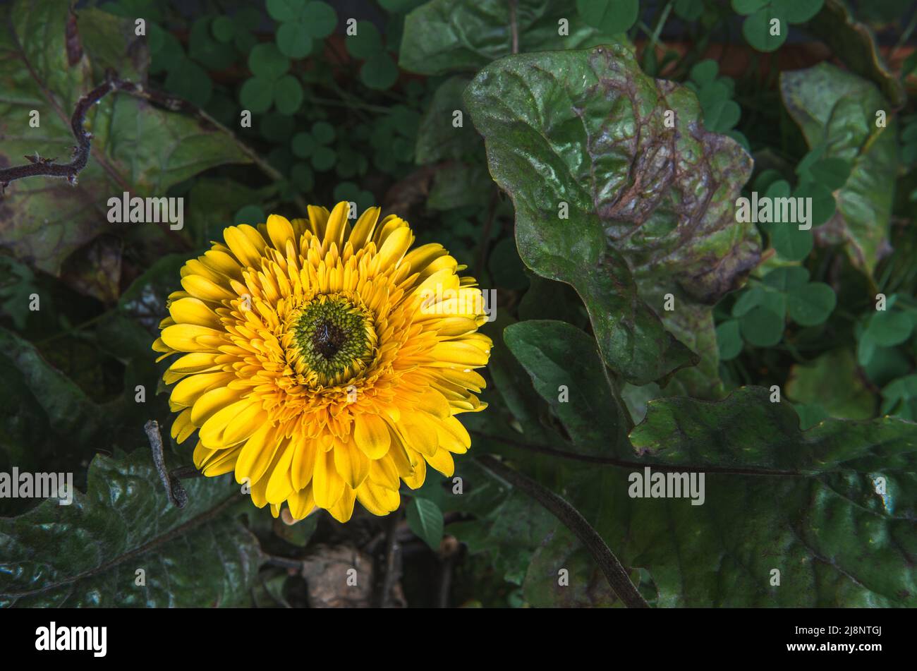 Gerbera leaves hi-res stock photography and images - Alamy