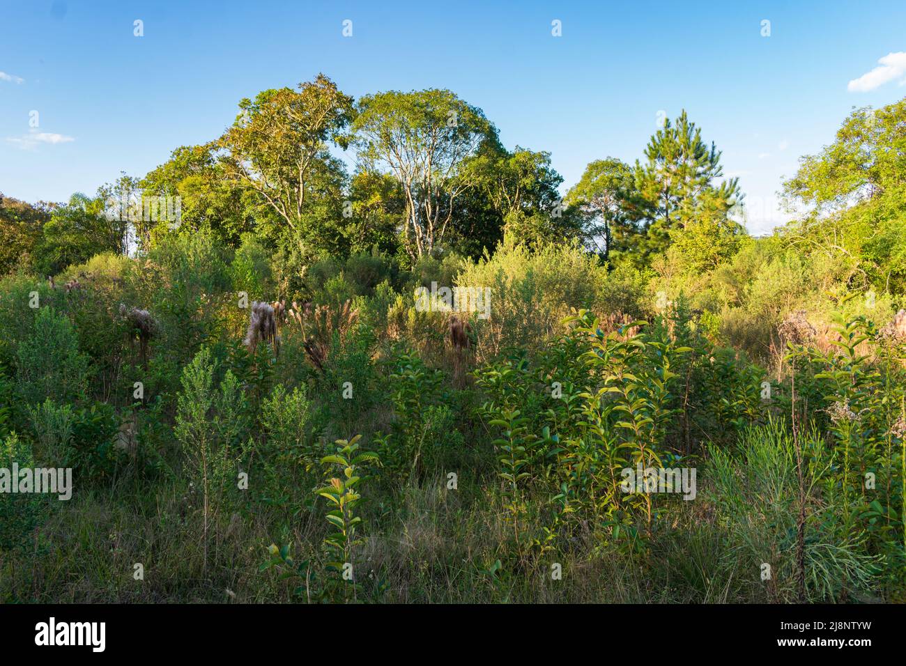 Brazil countryside hi-res stock photography and images - Alamy