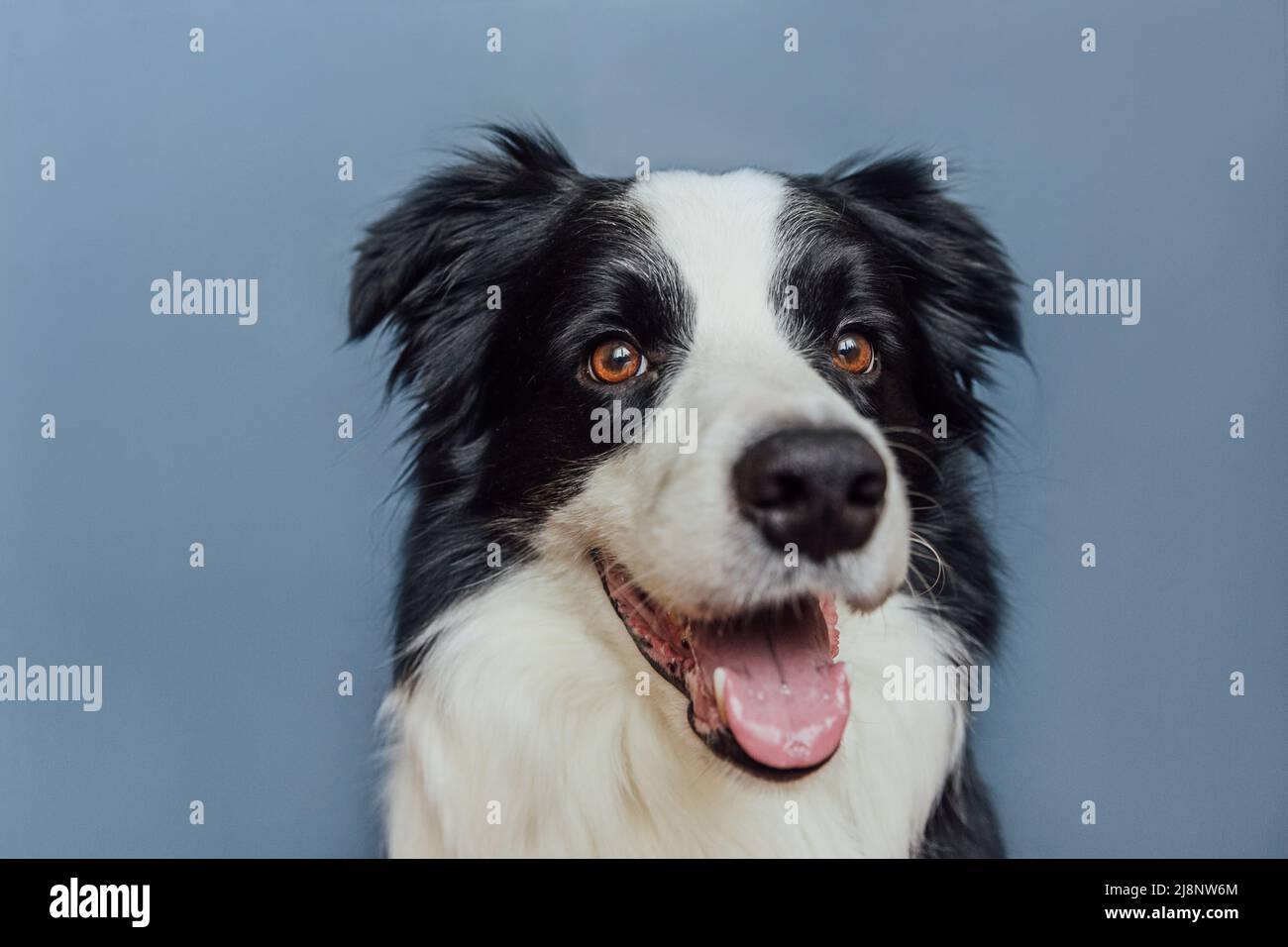 Cute puppy dog border collie with funny face isolated on grey blue ...