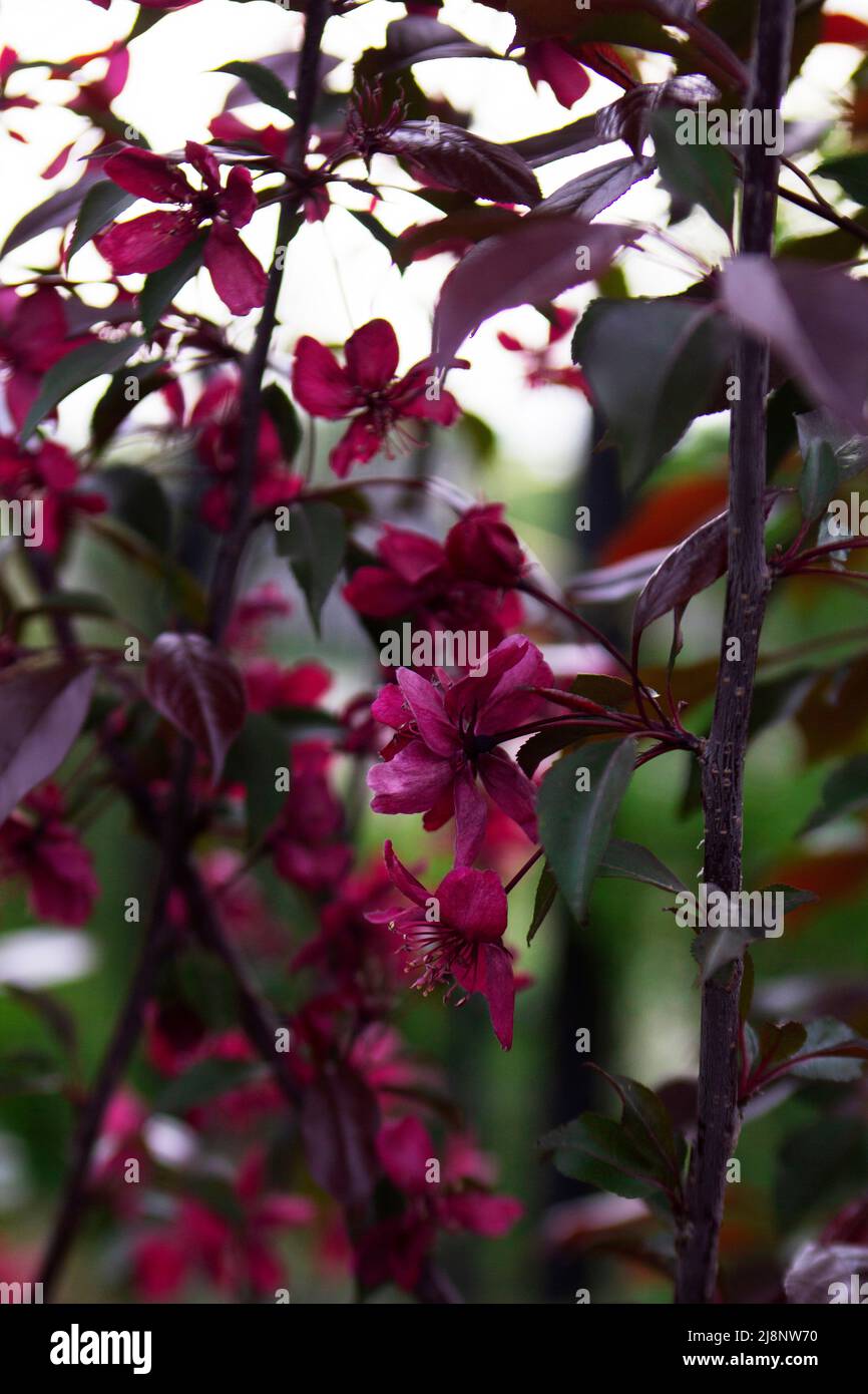 Branches of a blossoming decorative apple tree against the sky Stock ...