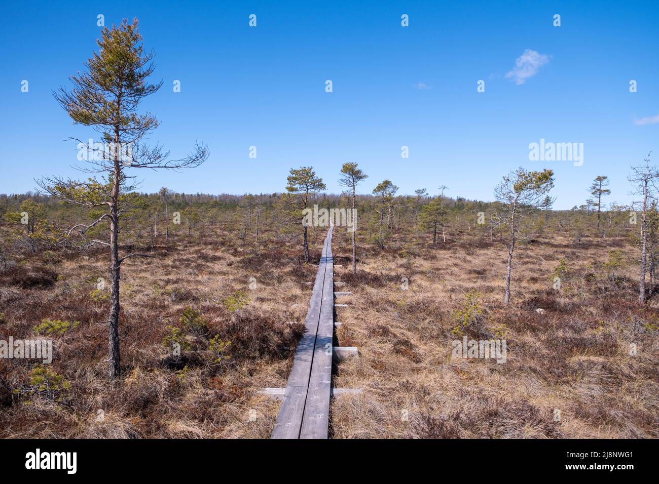 Aerial view of wooden walkway on the territory of Latvia swamp ...