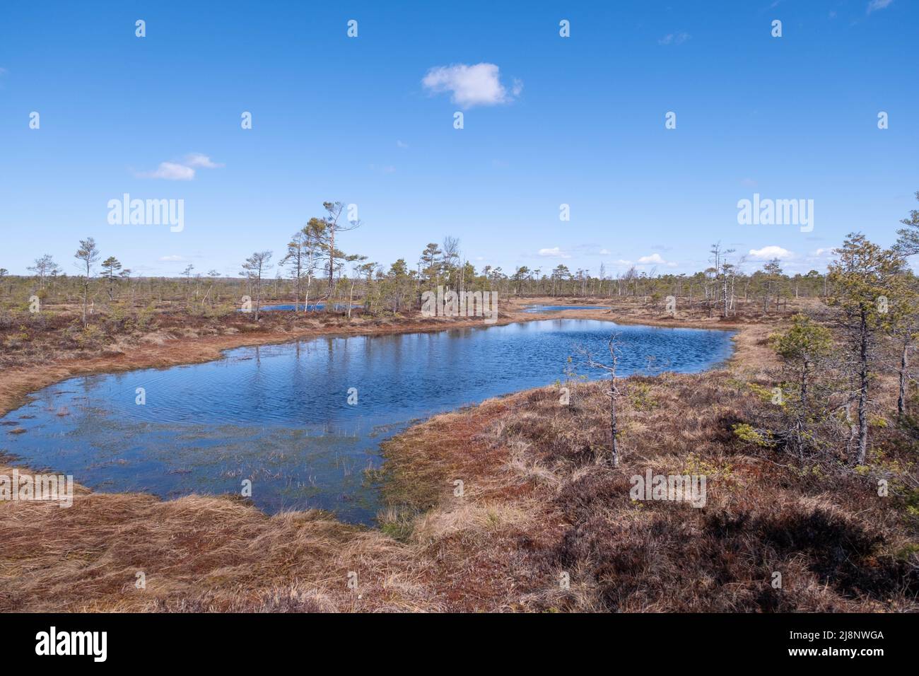 spring swamp landscape with a lake and small pine trees Stock Photo - Alamy