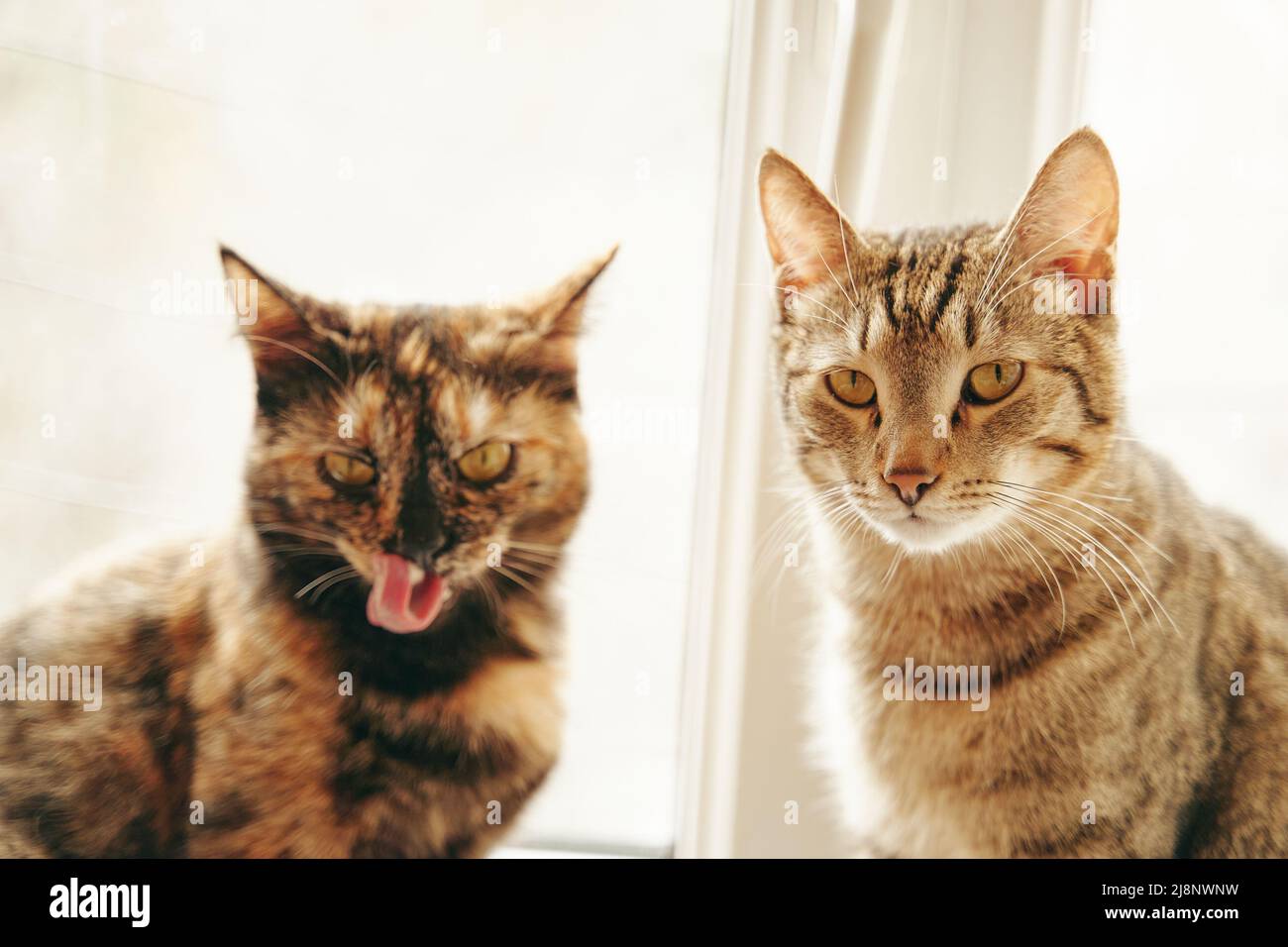 Two fluffy cats sitting on windowsill Stock Photo - Alamy