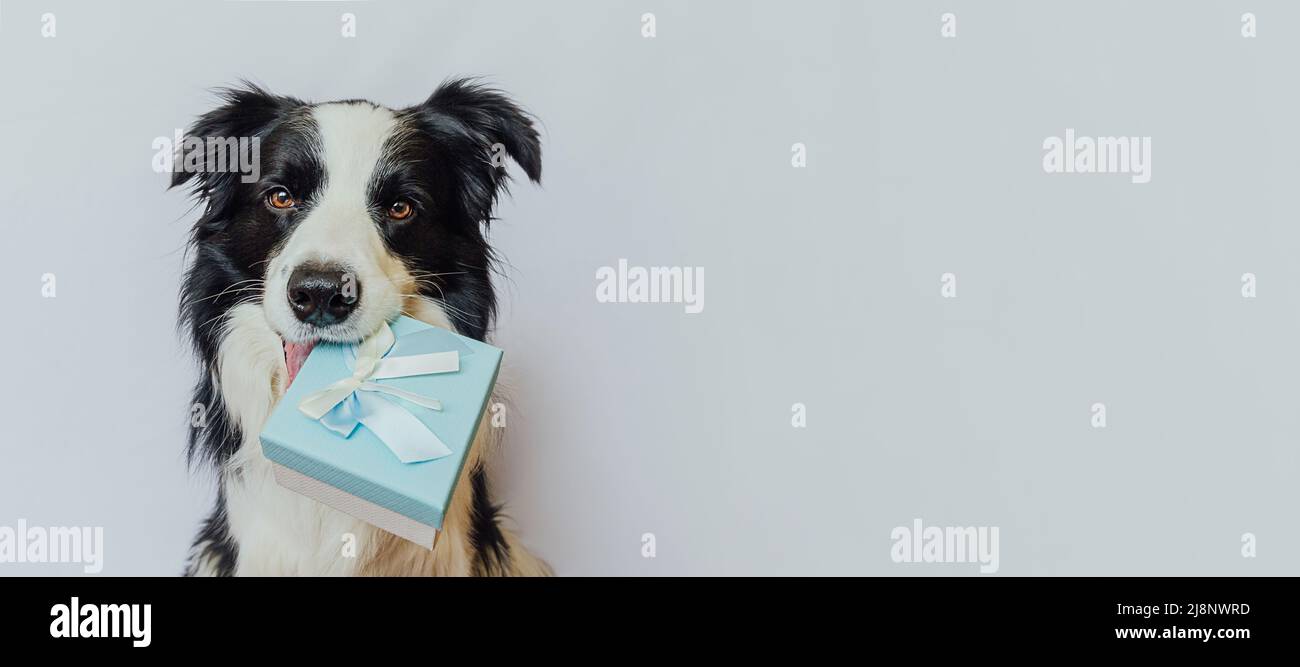 Border collie puppy box hi-res stock photography and images - Alamy