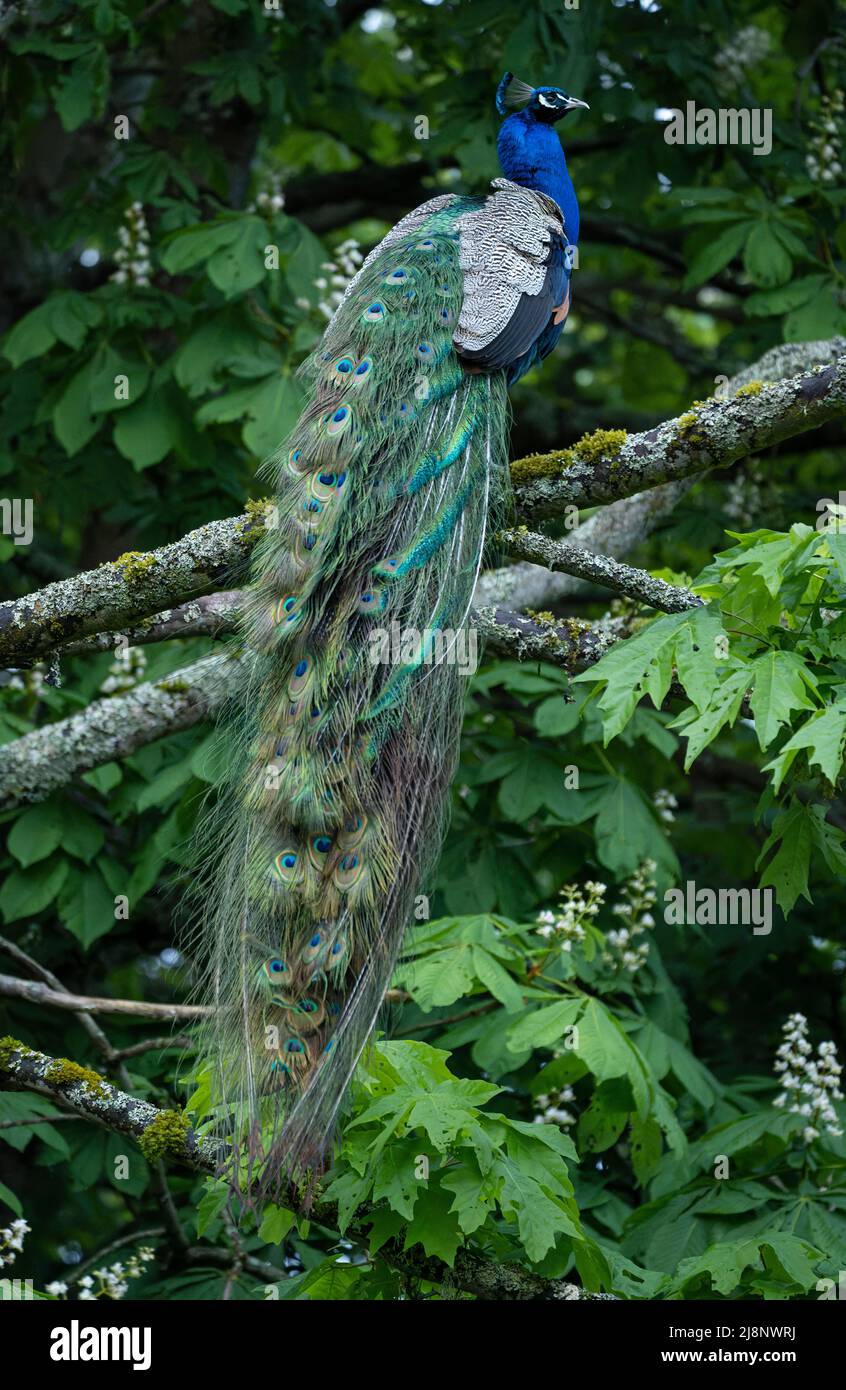 Peacock hill park victoria british hi-res stock photography and images ...