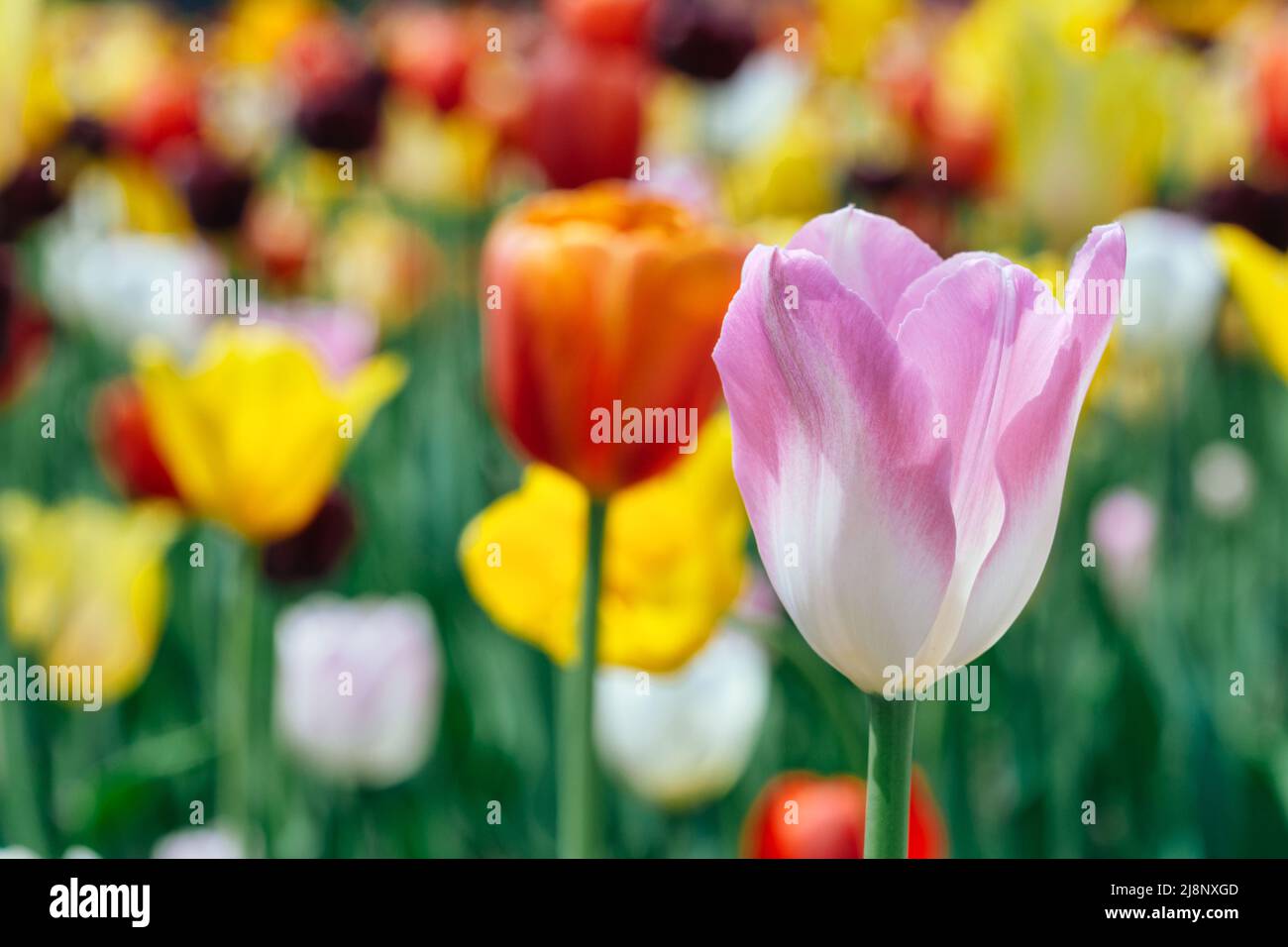 Tulip garden montreal hi-res stock photography and images - Alamy