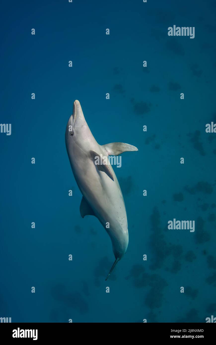 Vertical shot of an Indopacific dolphin (Tursiops aduncus) swimming up ...