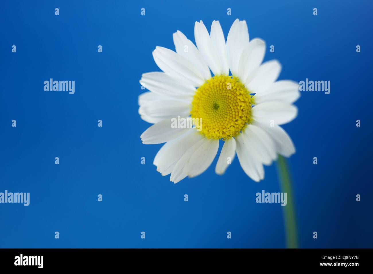 White chamomile on a vivid blue background. Art card Stock Photo - Alamy