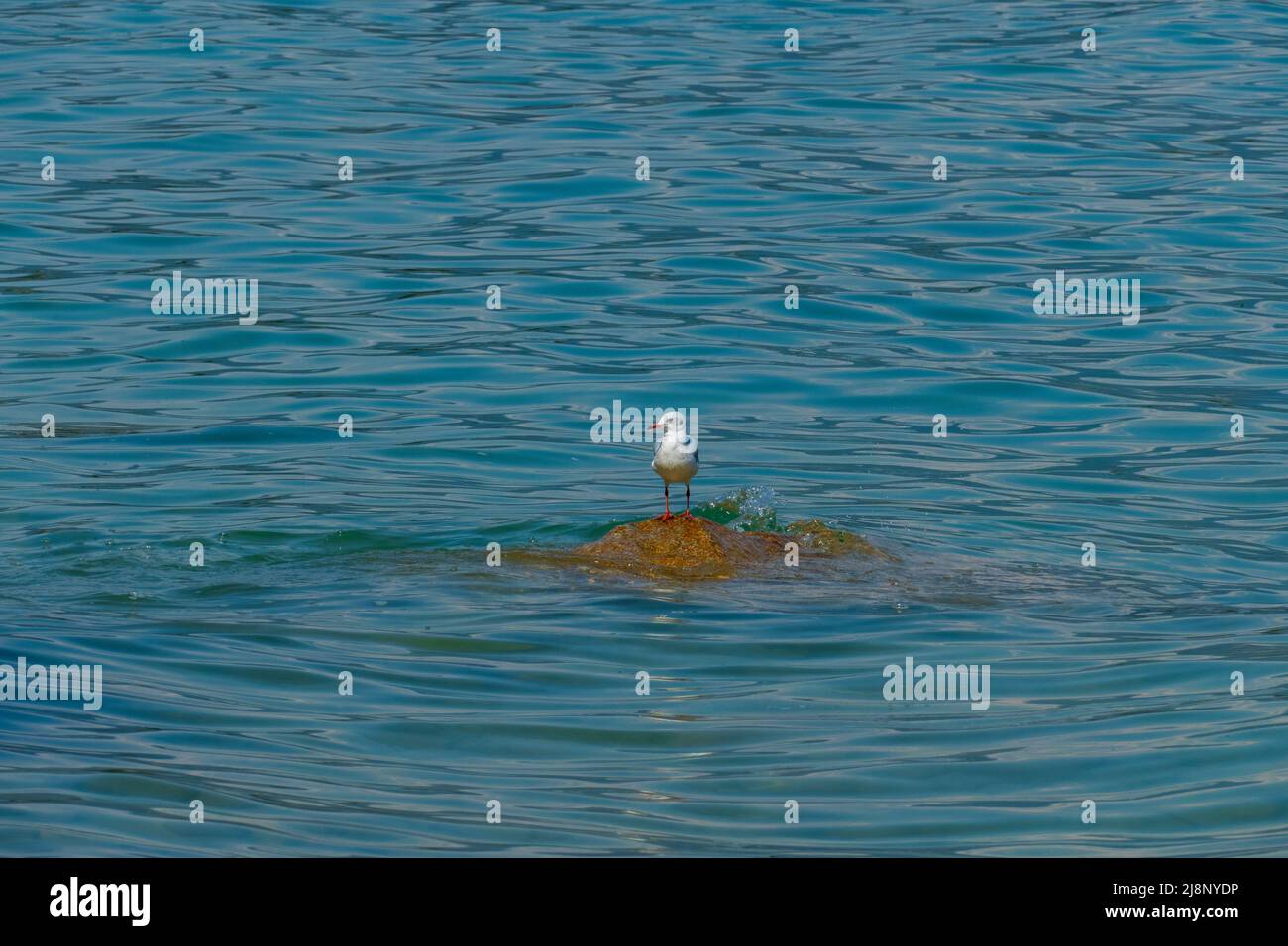 Lachmöwe, Möwe mit rotem Schnabelin der Pisenze Lacuale Bucht Manerba ...