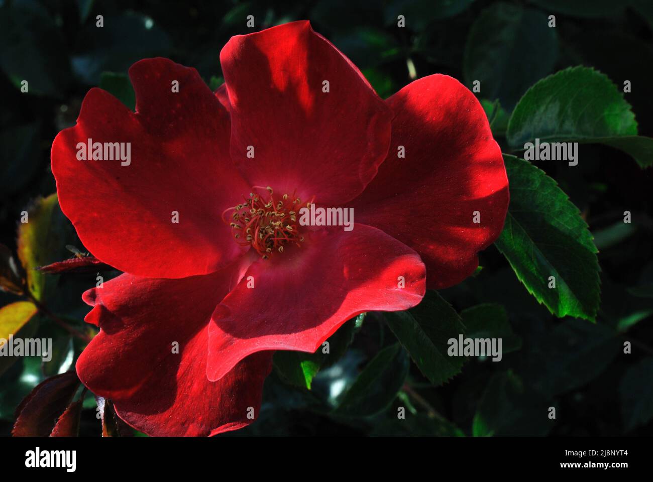 Rose gialle hi-res stock photography and images - Alamy