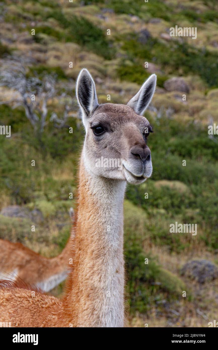 Guanaco llama species in chiean Patagonia in national park Torres del ...