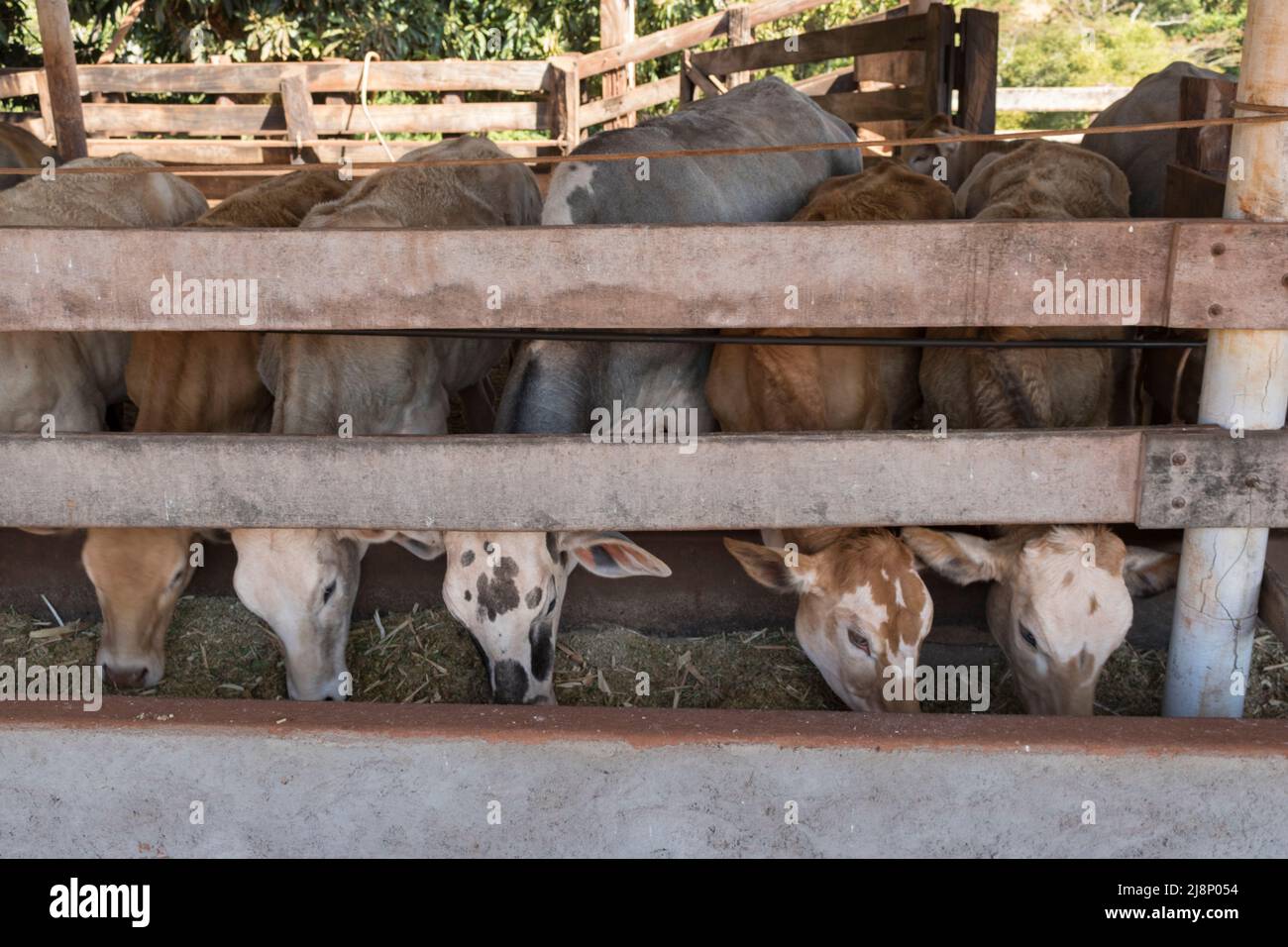 Cattle on confinement in farm. Cows eating in group Stock Photo - Alamy
