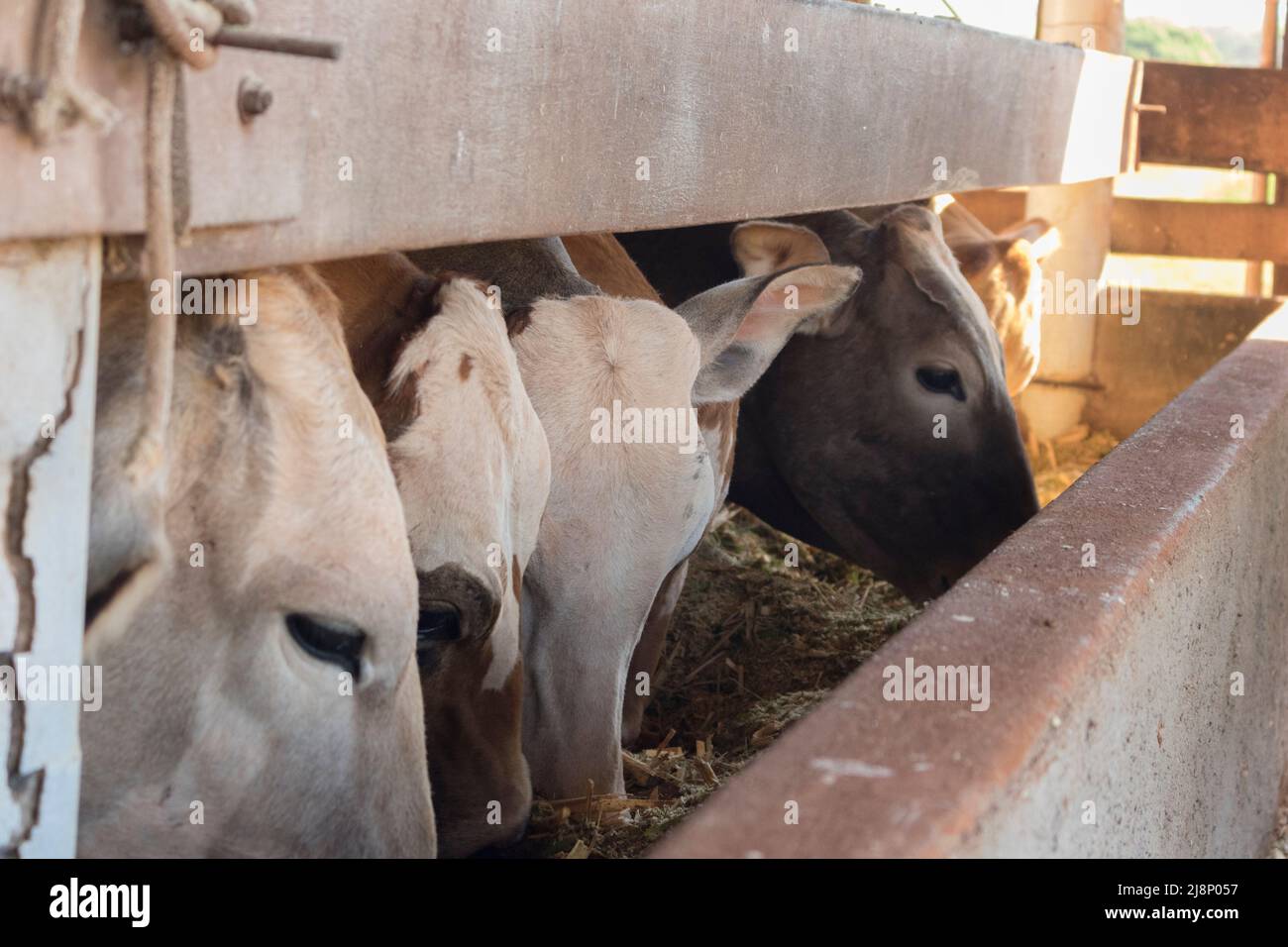 Cattle on confinement in farm. Cows eating in group Stock Photo - Alamy