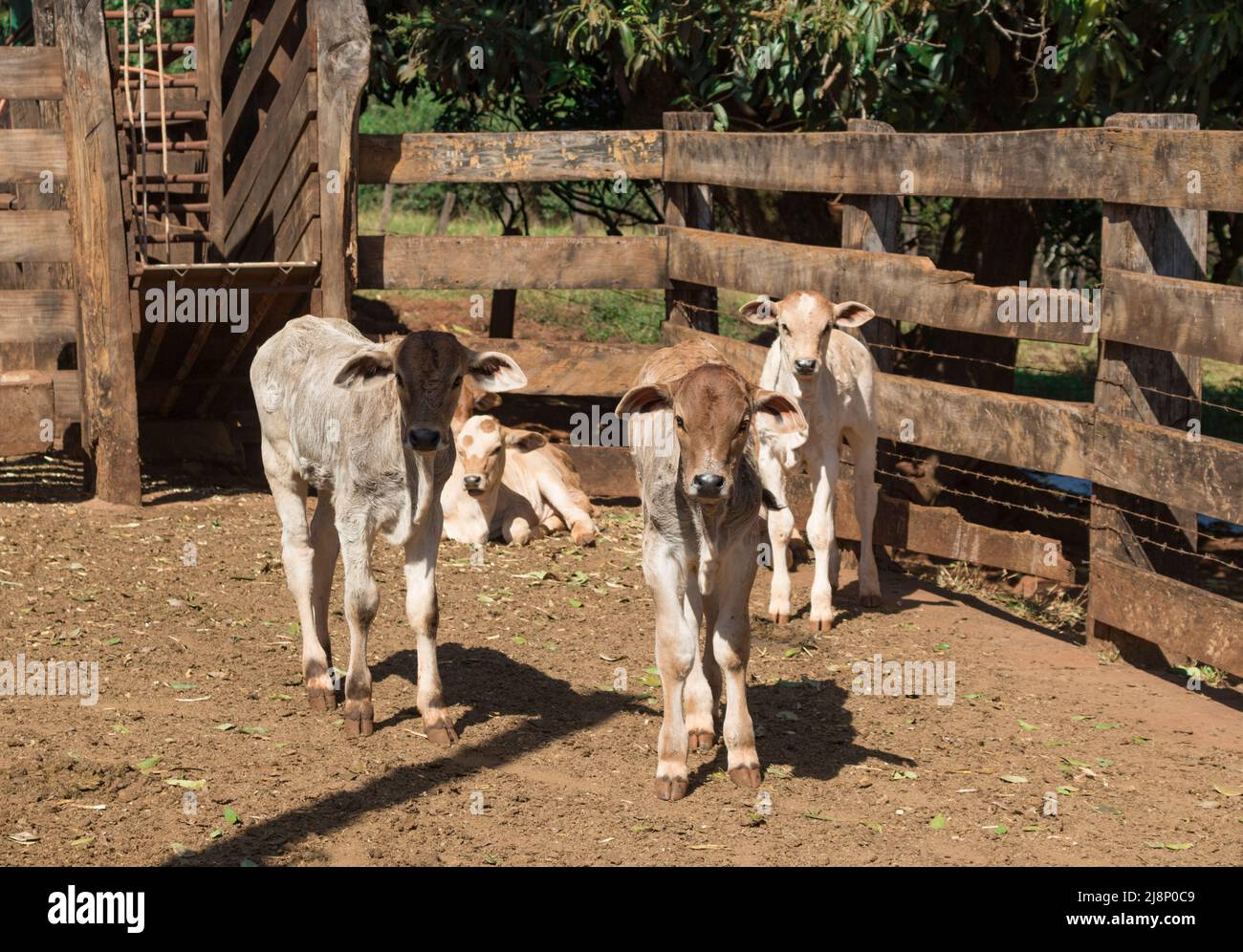 Bovine bull hi-res stock photography and images - Alamy