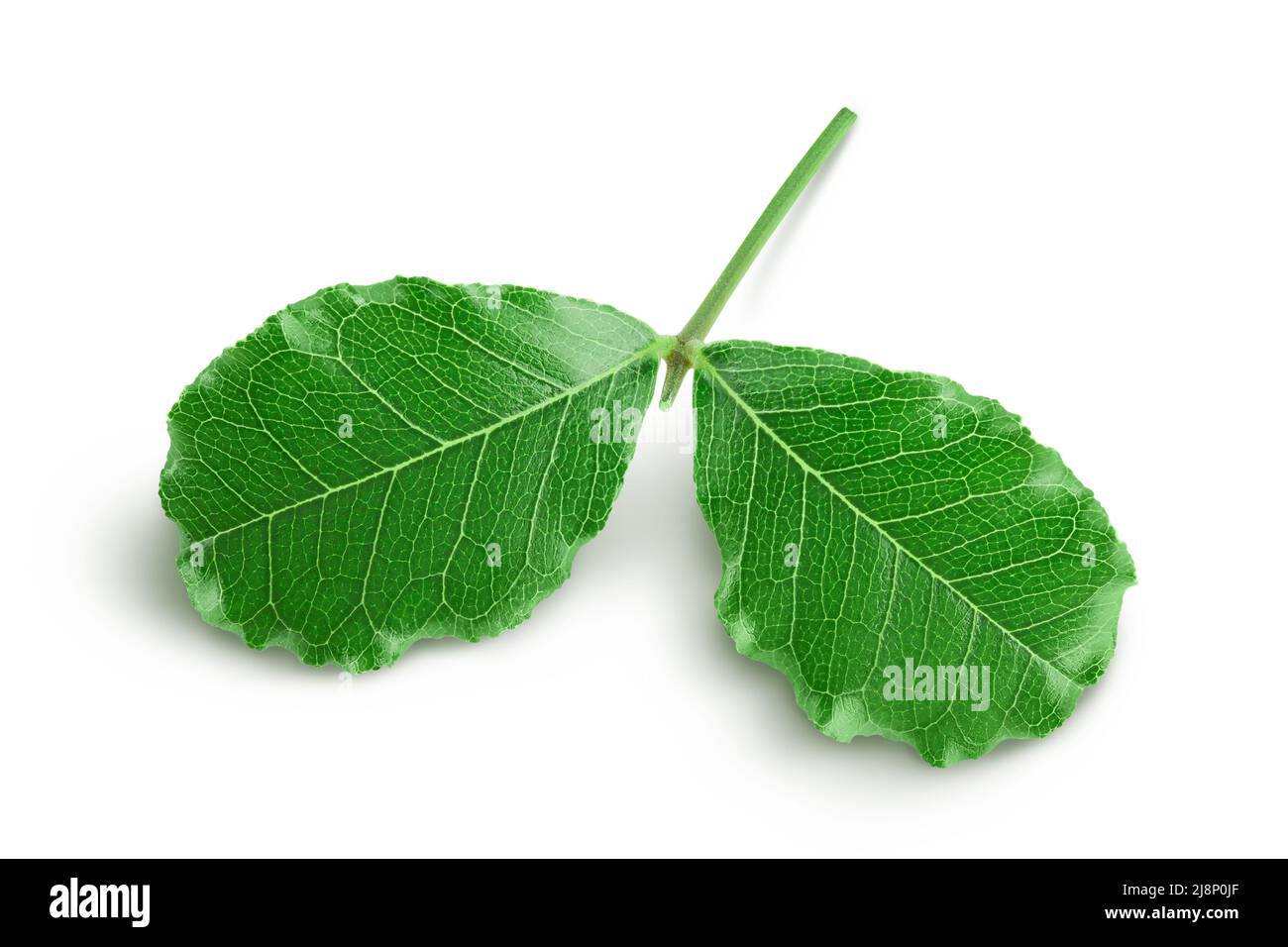 Fresh carob leaves isolated on white background with clipping path ...