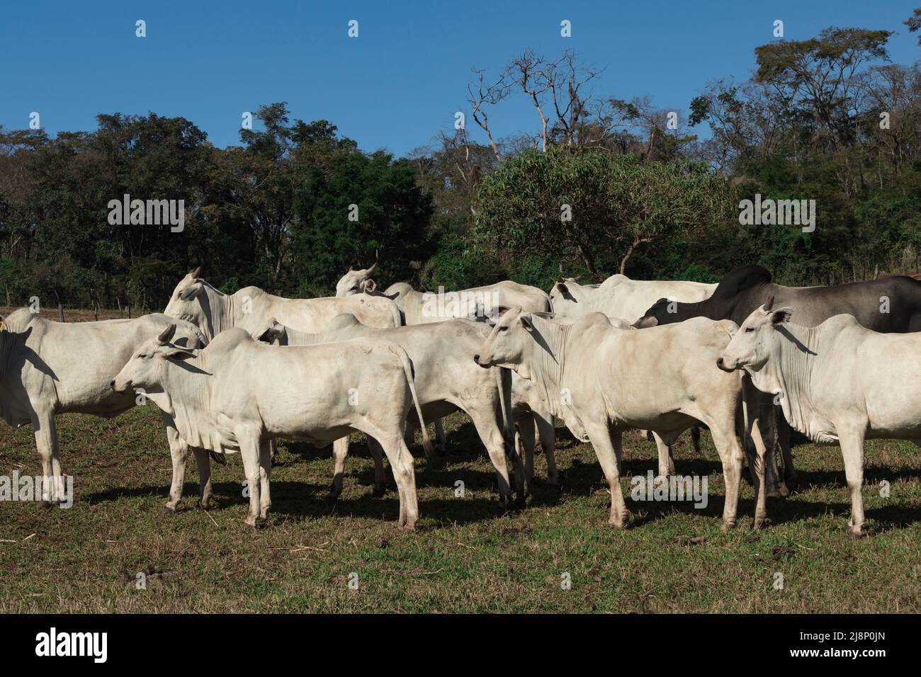 White nelore cow on farm. Group of cows on a sunny day Stock Photo - Alamy