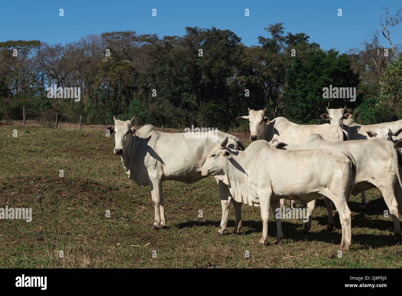 Nelore cows hi-res stock photography and images - Alamy