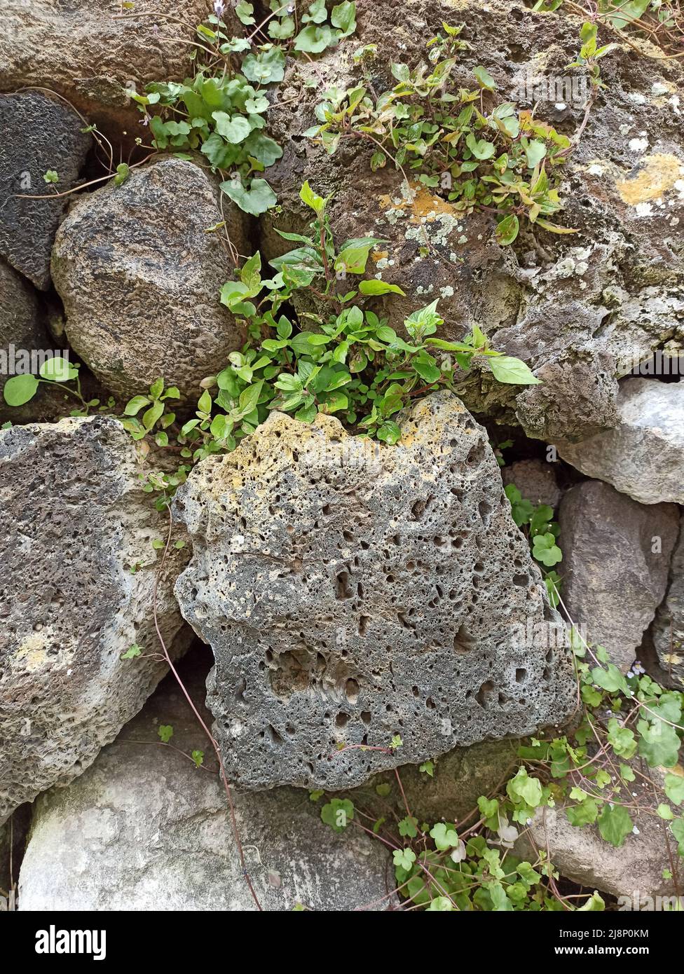 Vegetation in the stones, macro photography, Texture for the Background ...