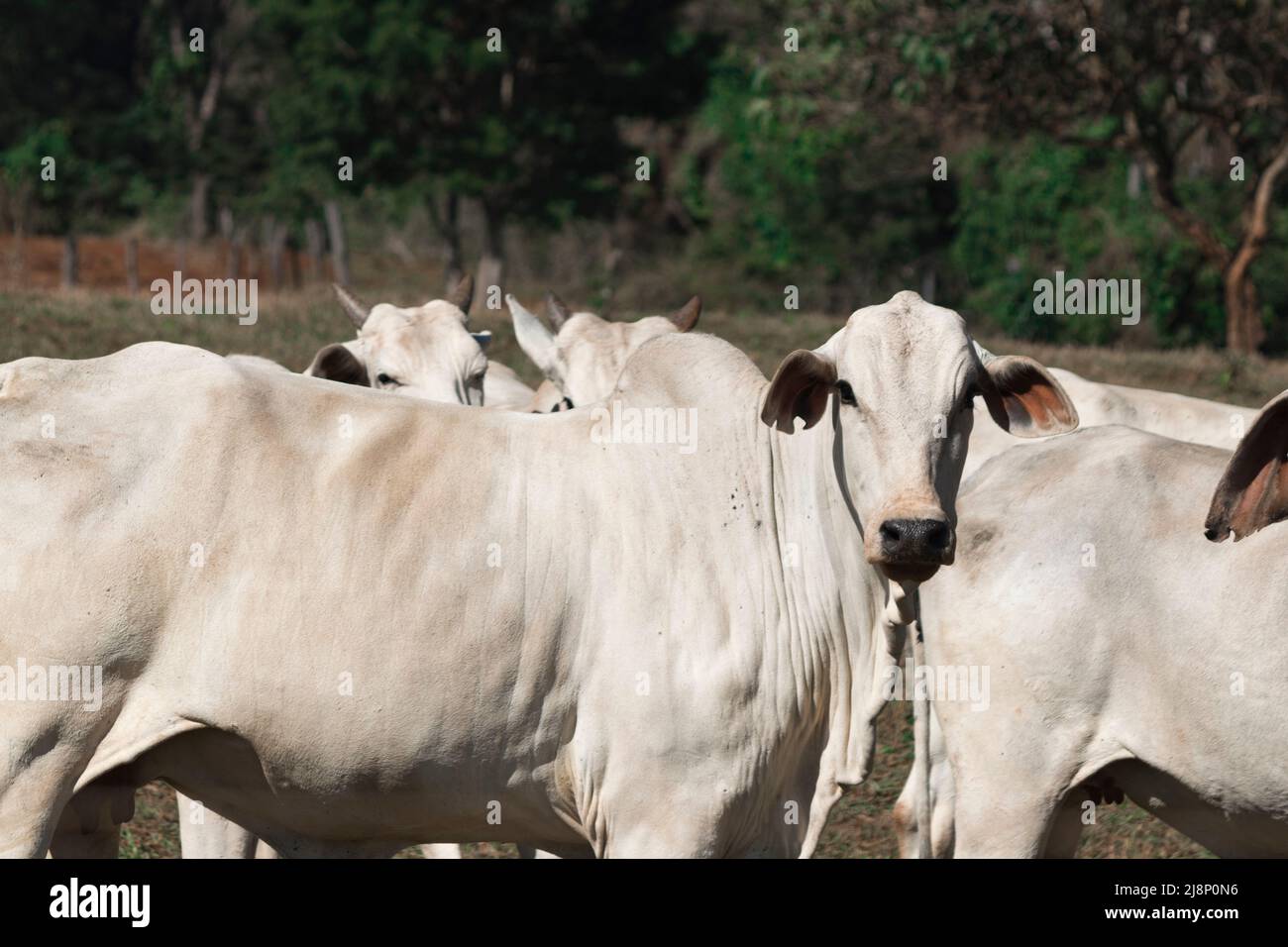 Nelore cows hi-res stock photography and images - Alamy