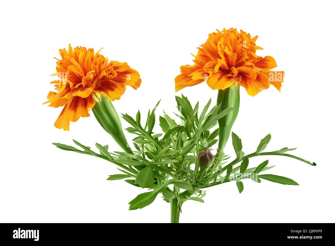 fresh marigold or tagetes erecta flower isolated on white background ...