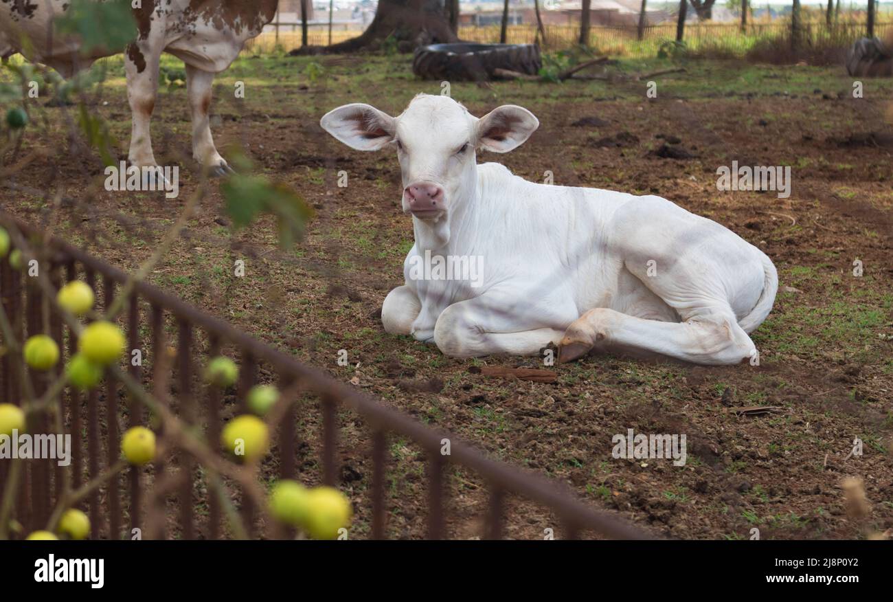 Calf born lying on the green grass at the farm. White cattle on field ...