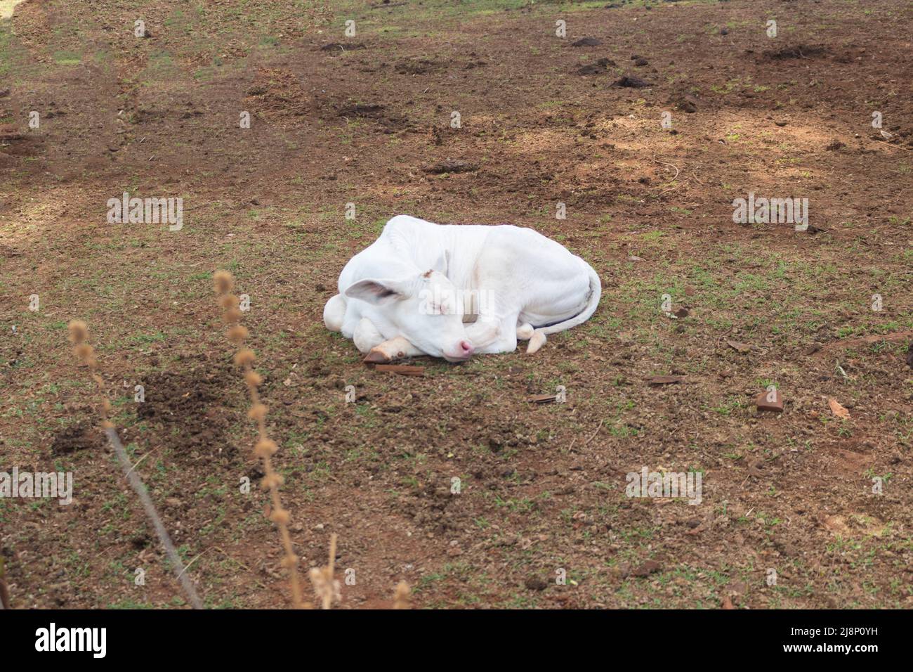 Calf born lying on the green grass at the farm. White cattle on field ...