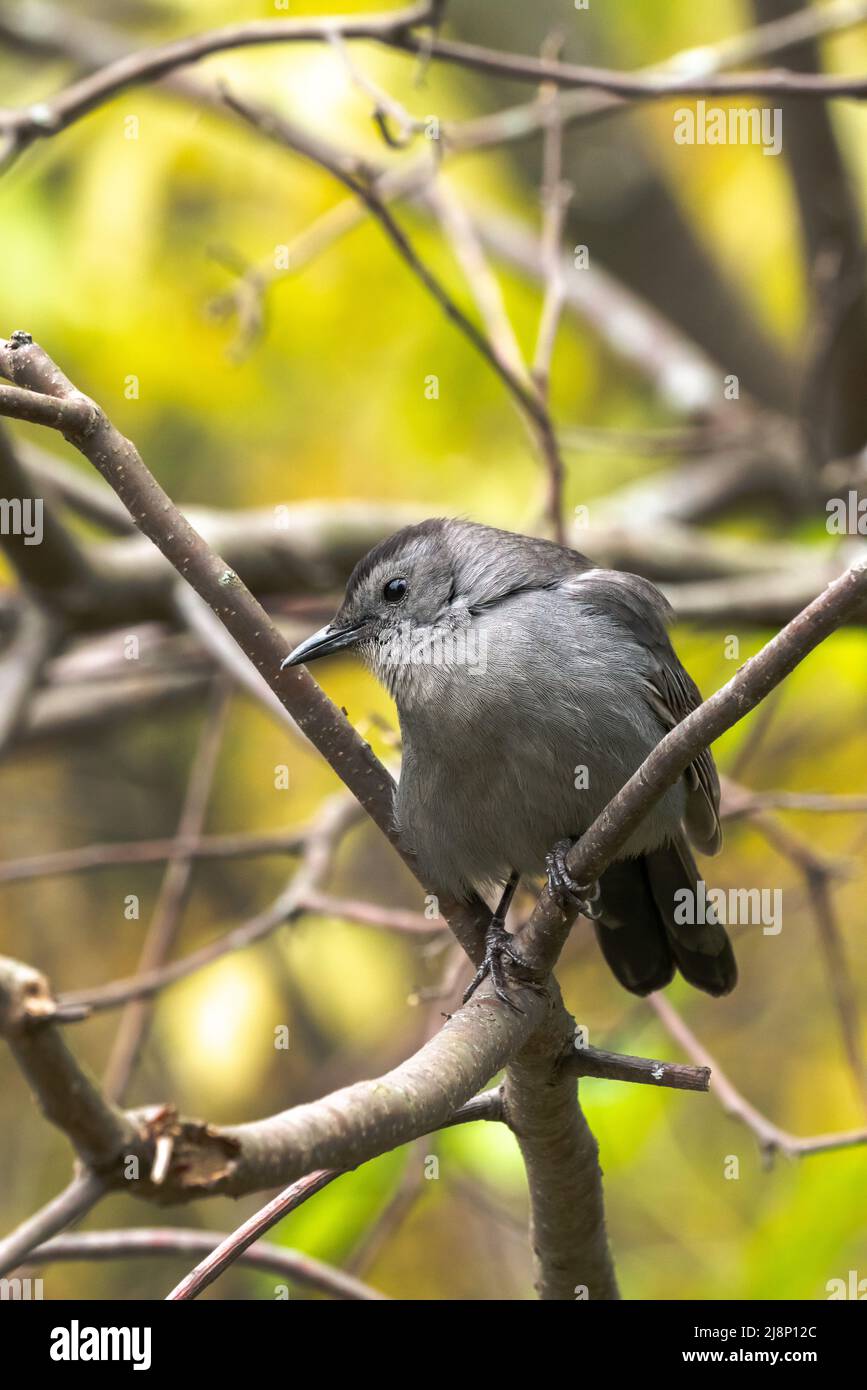 A close up bird wildlife photograph of a gray catbird perched in a tree ...